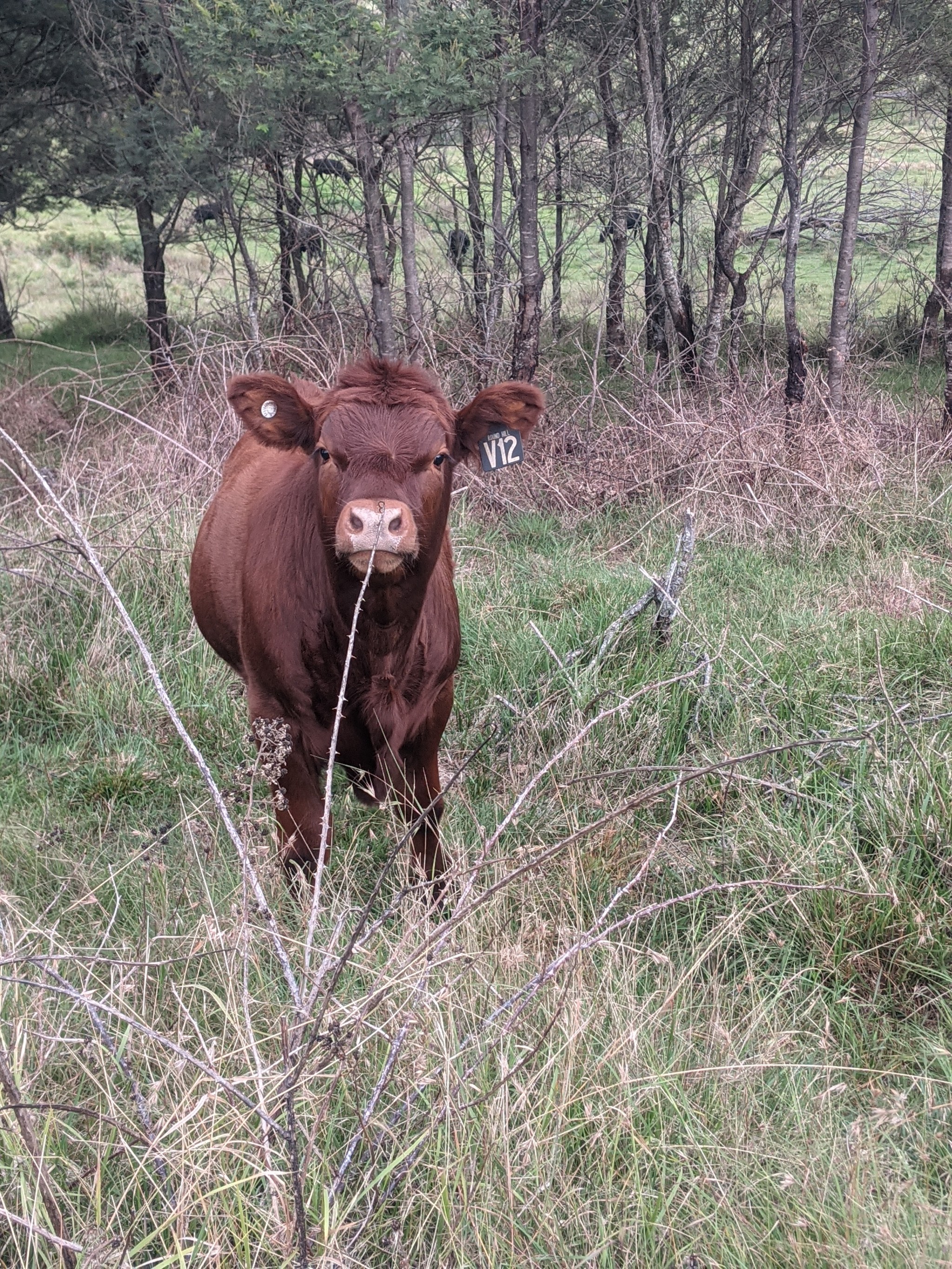 Free Egg Testing: Enhance Your Cattle’s Health Management – Southern ...